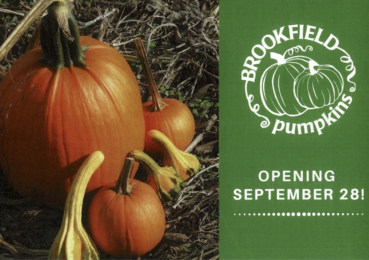 Brookfield Pumpkins - Links Bridge Vineyards