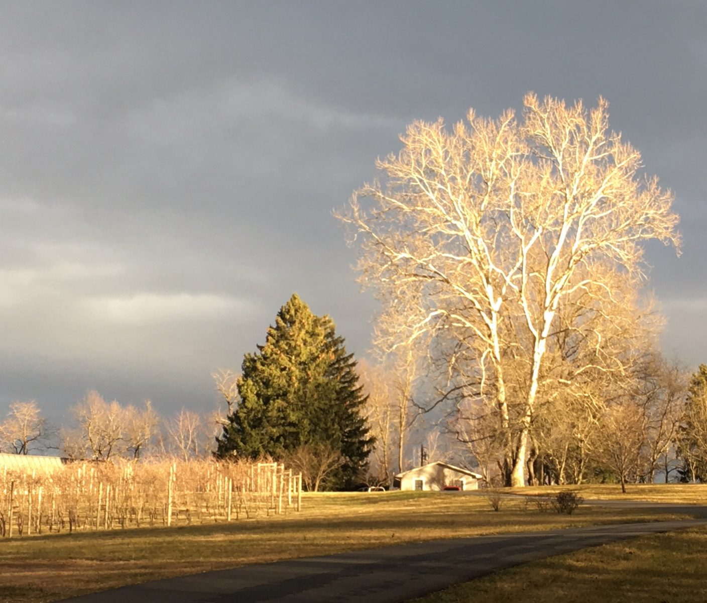 False Spring? - Links Bridge Vineyards