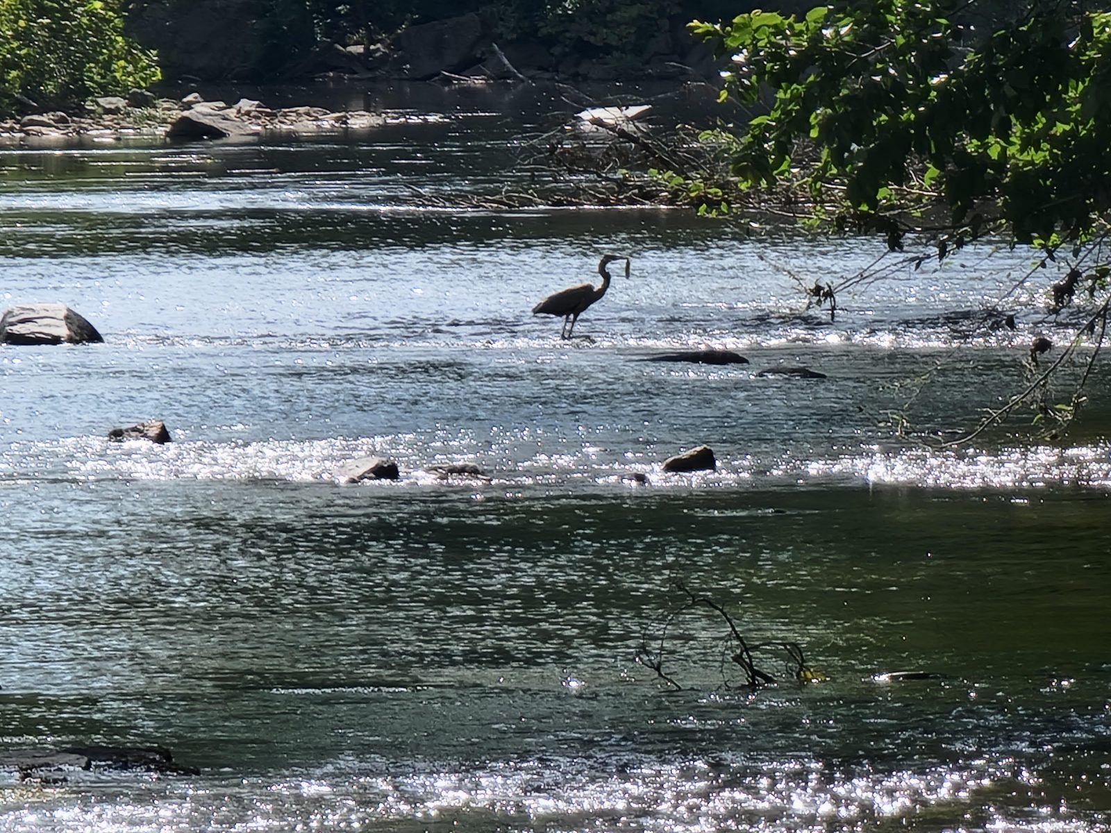 News - Links Bridge Vineyards