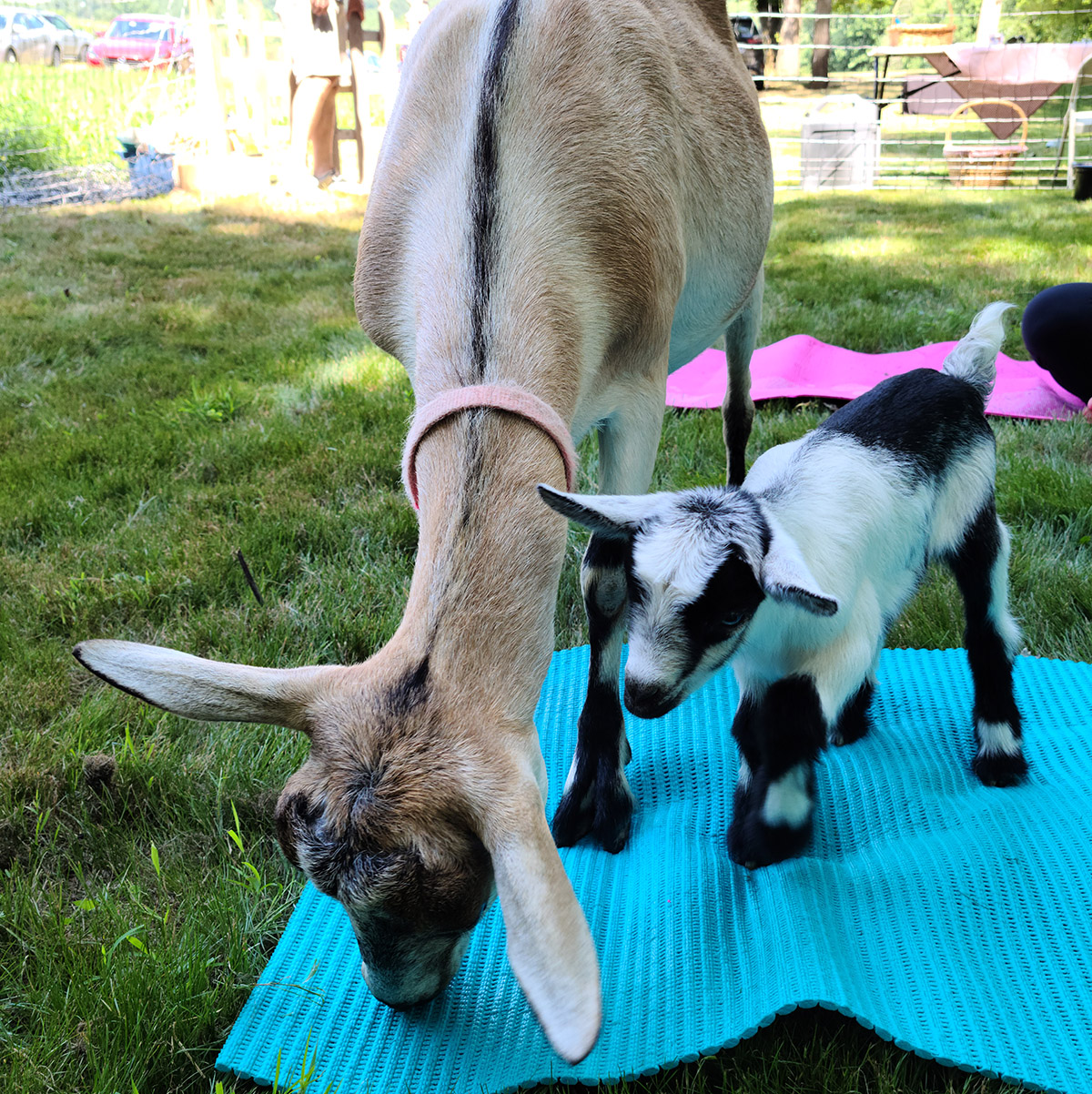 This Weekend at Links Bridge Vineyards - Links Bridge Vineyards